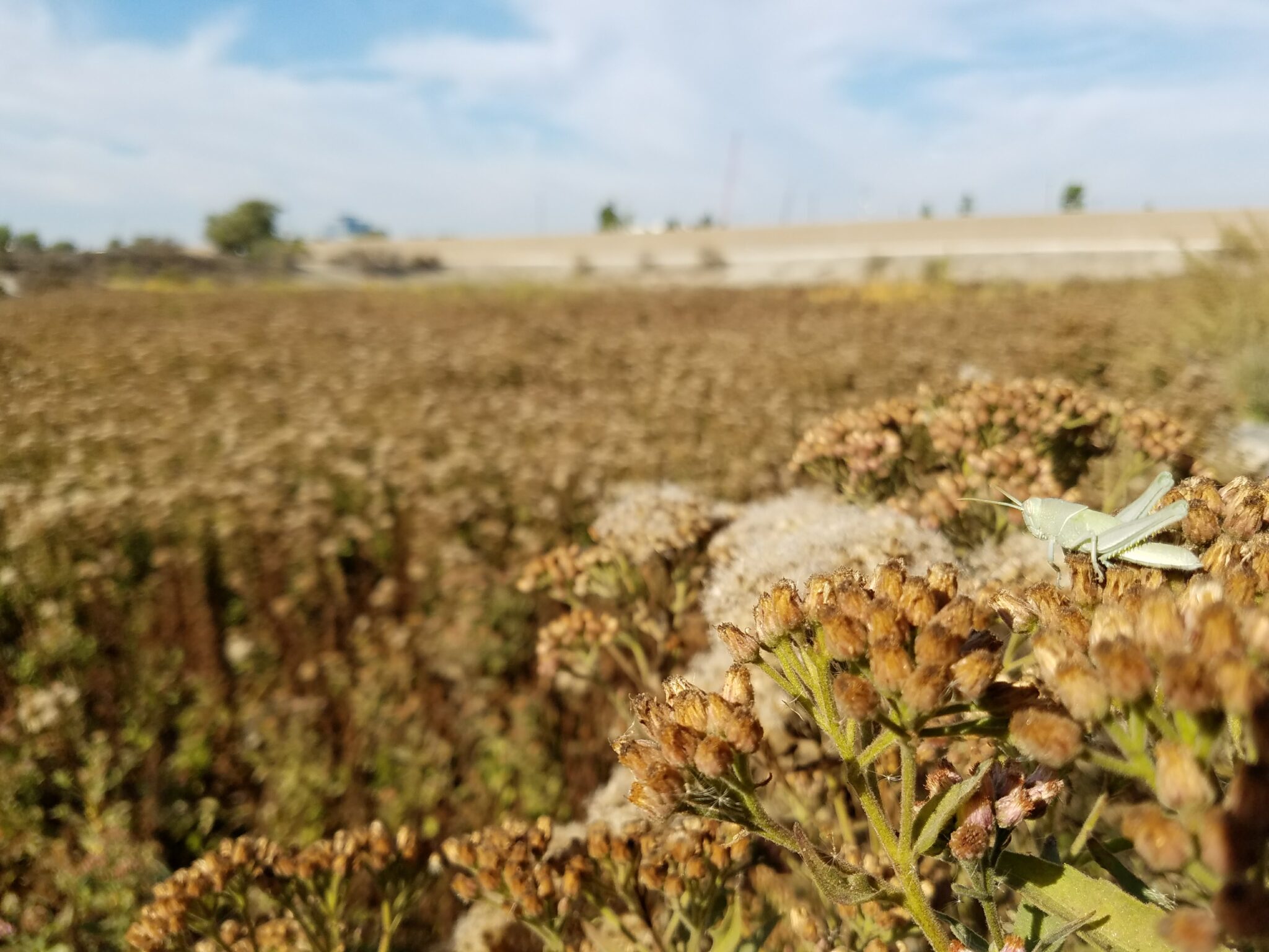 Nature Study: A Charlotte Mason Guide - CharlotteMasonEducation.org