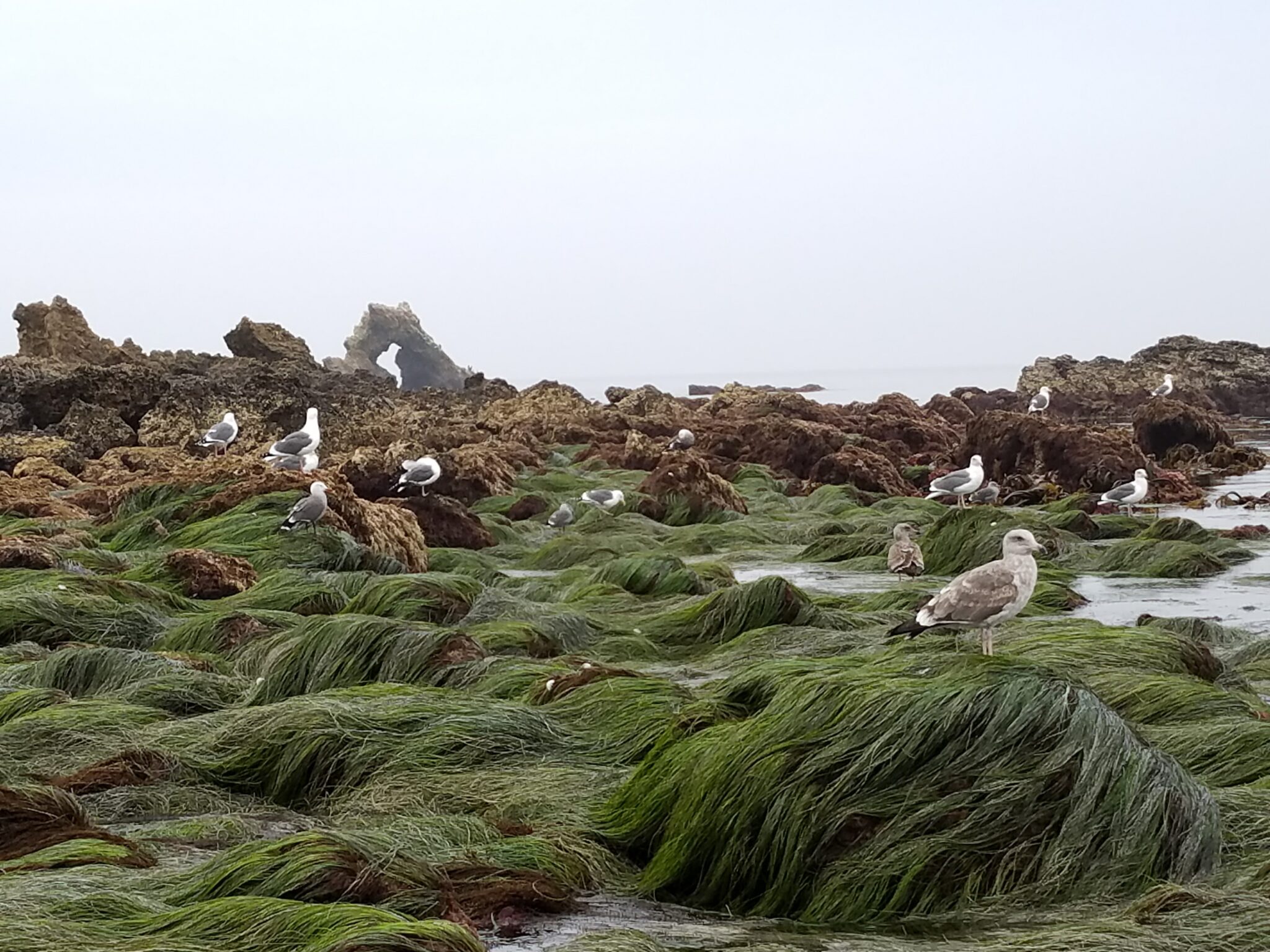 Nature Study: A Charlotte Mason Guide - CharlotteMasonEducation.org