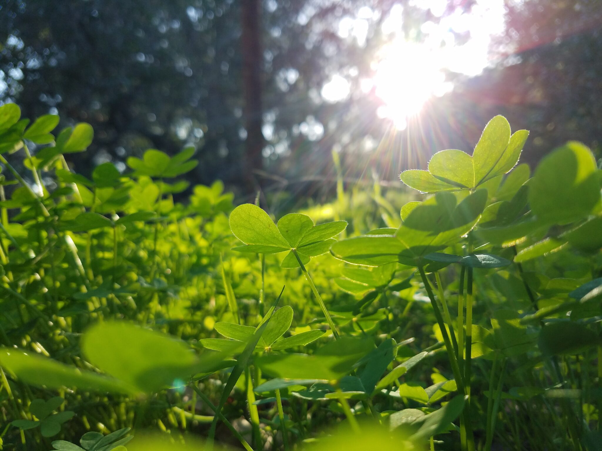 Charlotte Mason Education